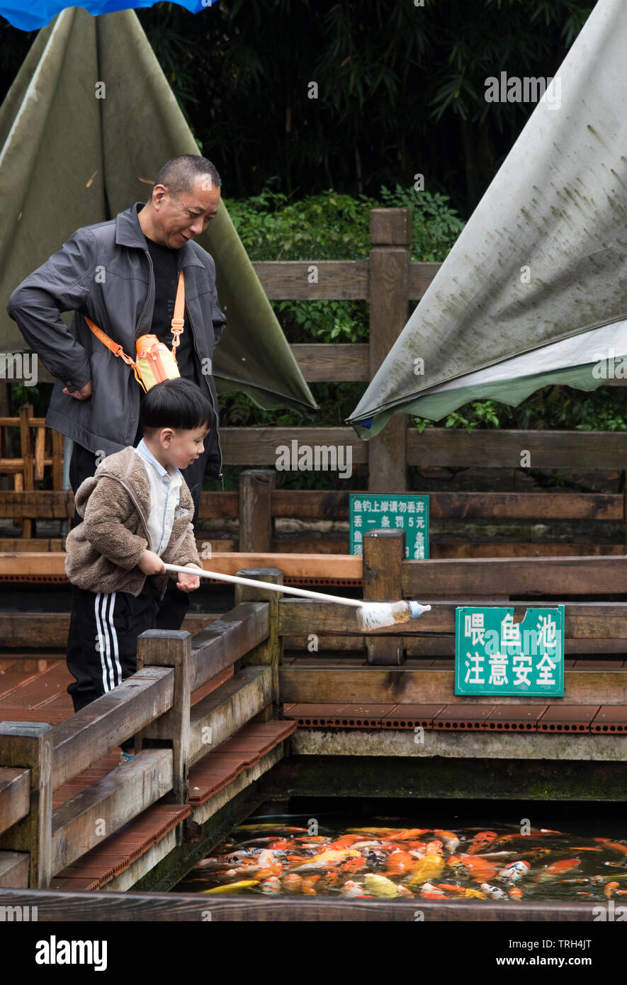 Feeding Koi goldfish using a baby bottle in Chengdu. Sichuan, China ...