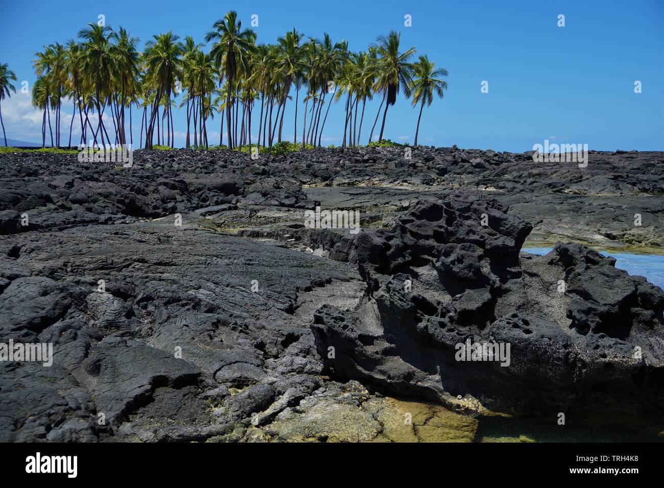 Hawaiian native plants hi-res stock photography and images - Alamy