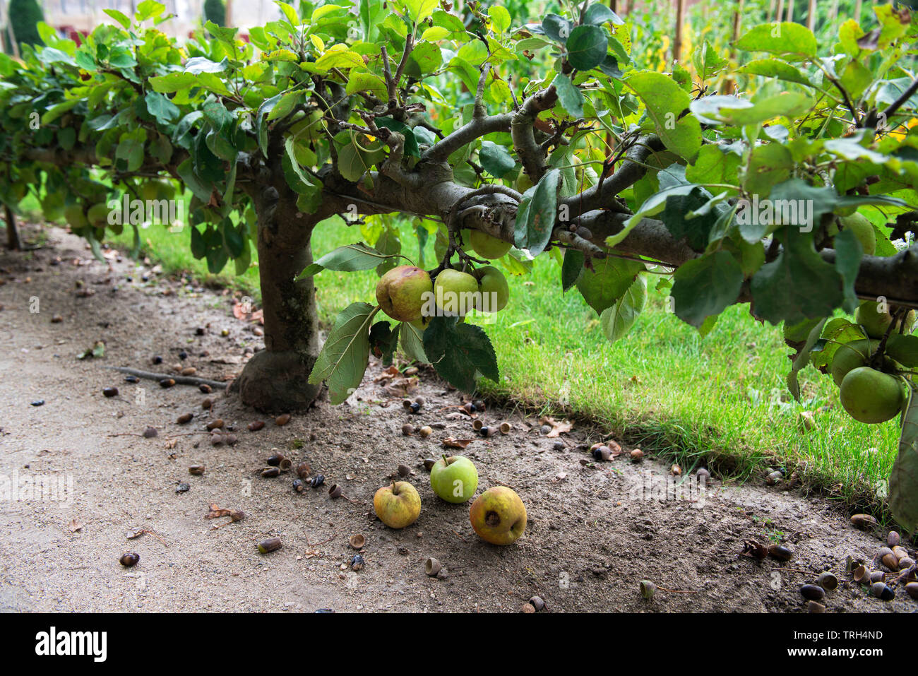 Heritage french apple hi-res stock photography and images - Alamy