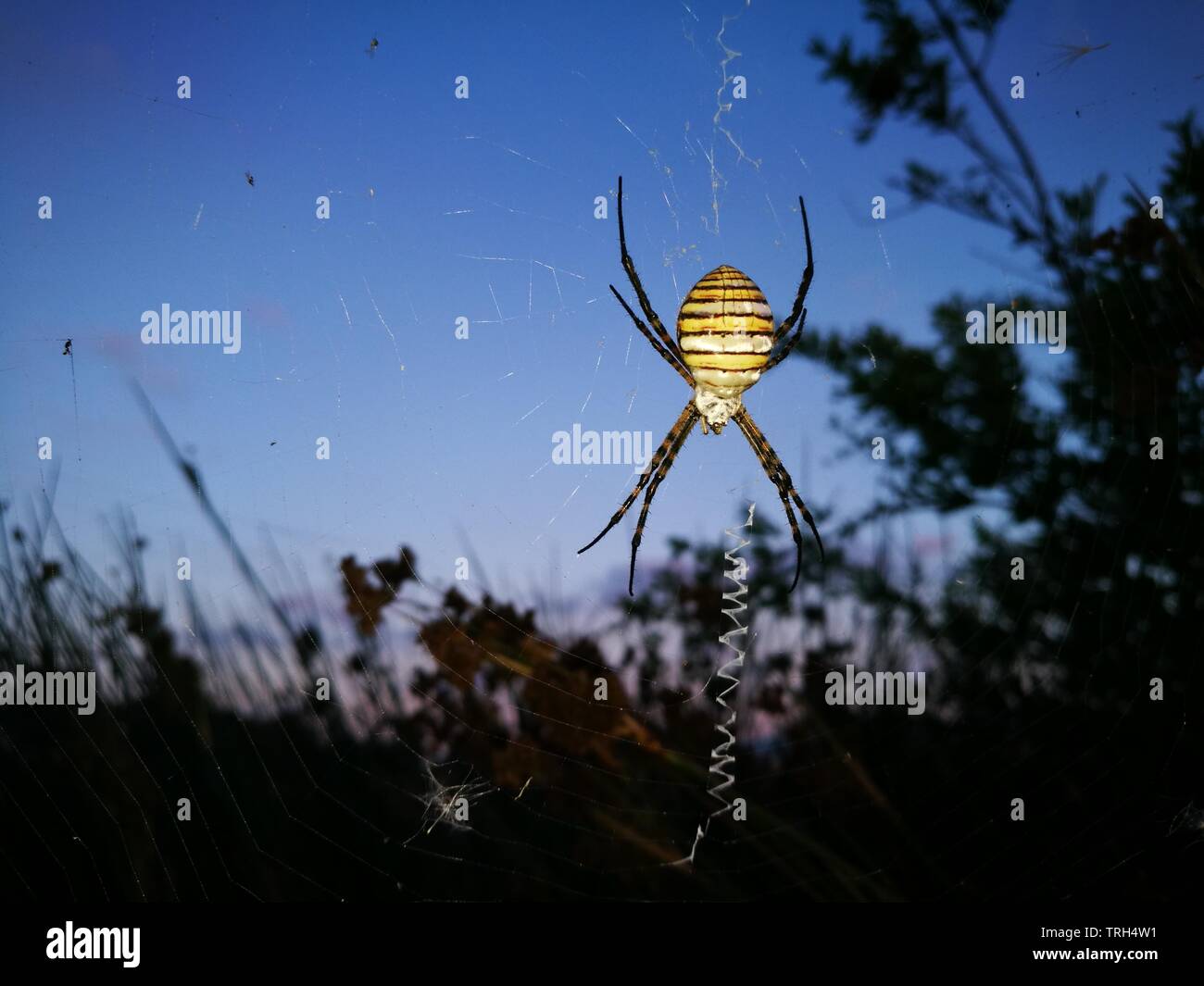 a large Orb-weaver spiders waiting for prey in the evenings cold air ...