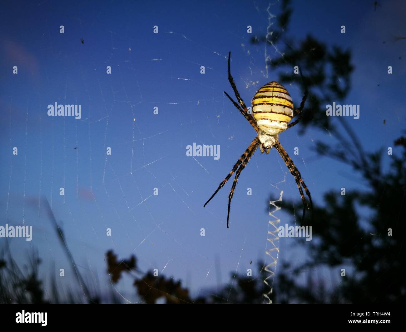 a large Orb-weaver spiders waiting for prey in the evenings cold air ...
