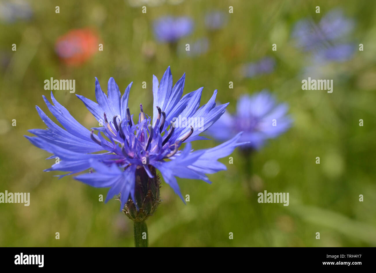 Close-up of purple cornflower against the flower bed background, on a ...