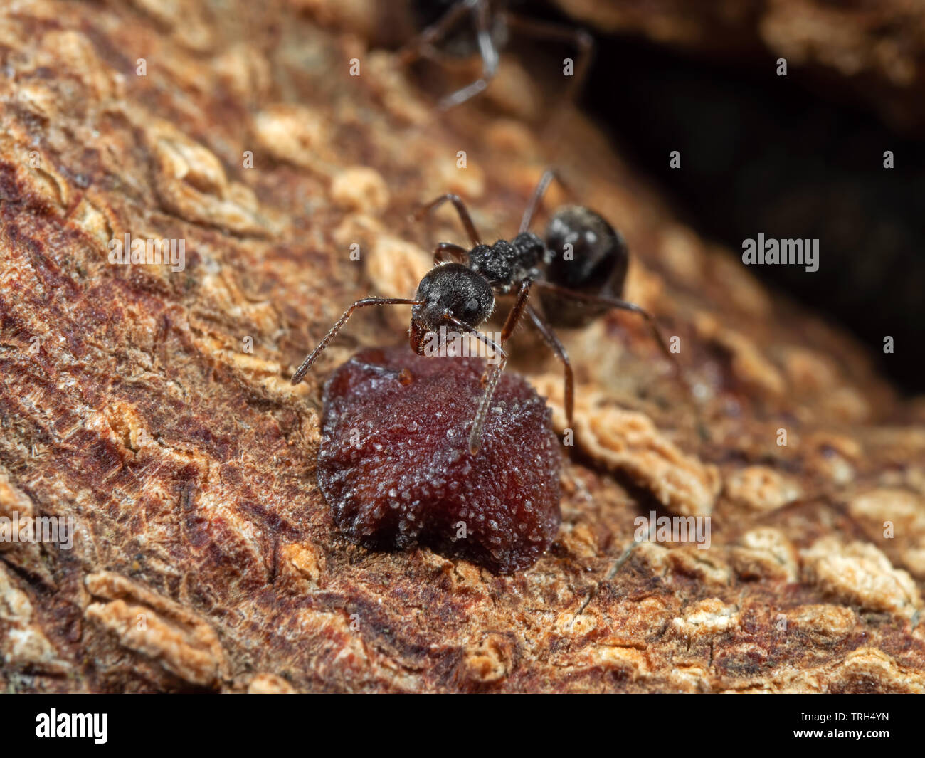 Macro Photography of Black Garden Ant with Scale Insect on Tree Bark ...