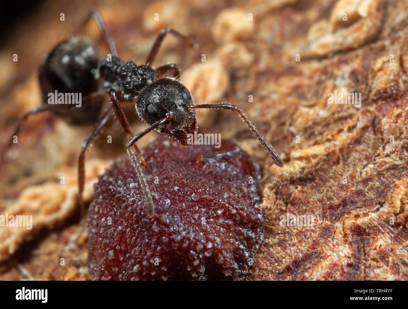 Macro Photography of Black Garden Ant with Scale Insect on Tree Bark ...