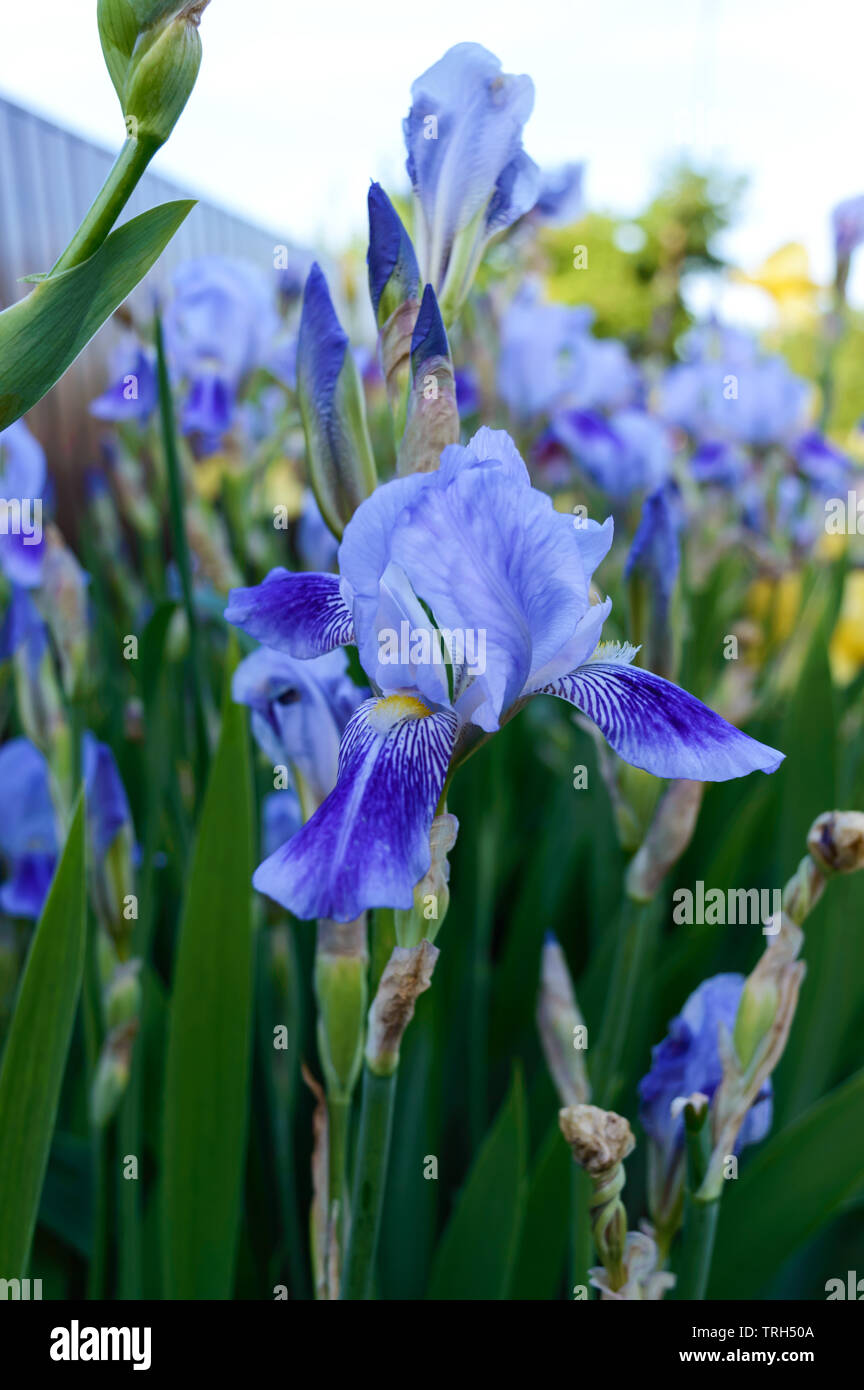 Beautiful iris bushes in the garden. Blue flowers iris. Spring summer ...
