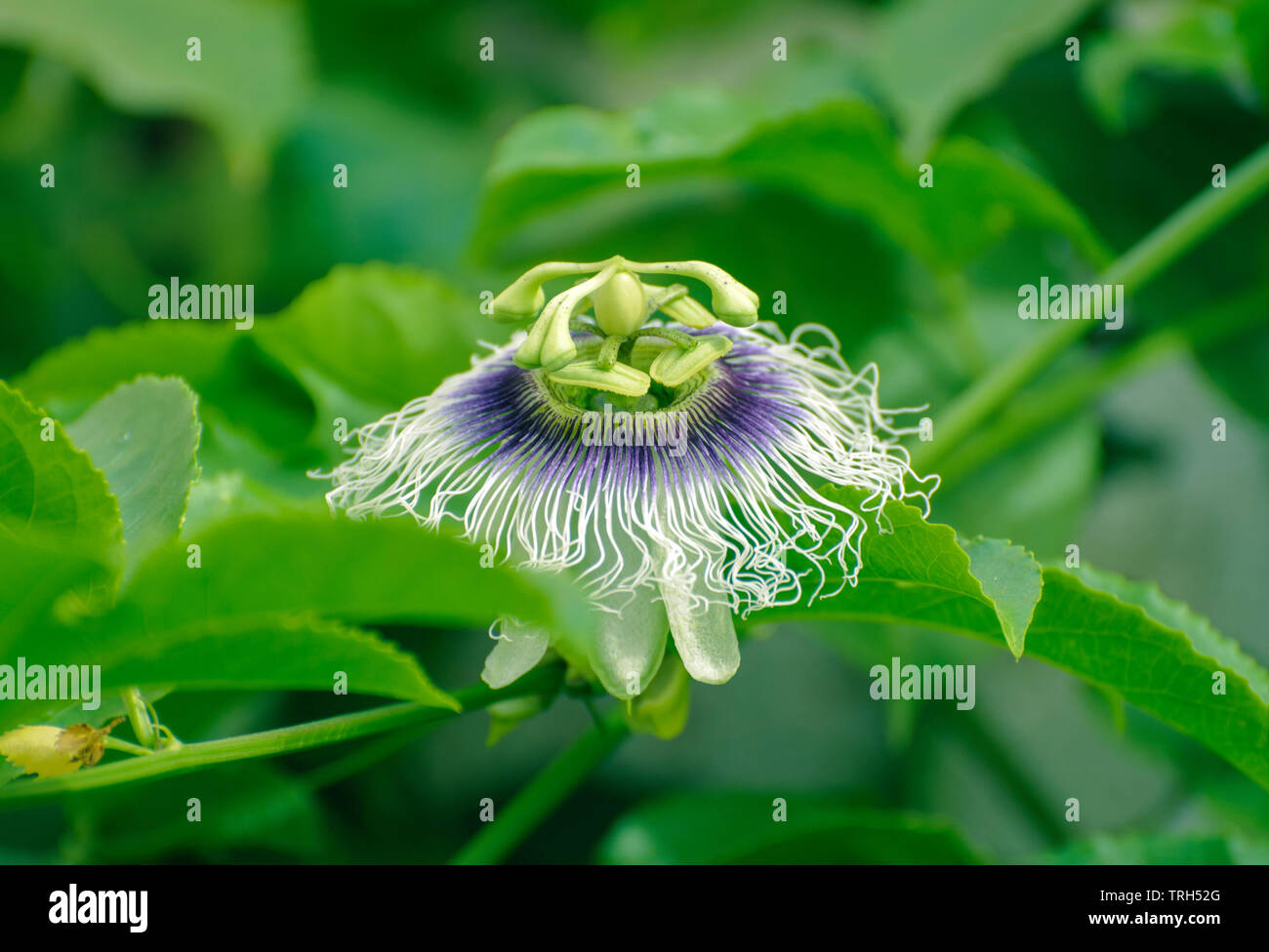 Blossom of a Passion Fruit (granadilla or Passiflora edulis Stock Photo ...