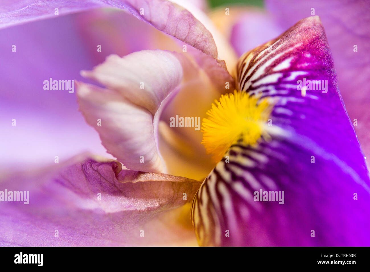 Violet pistil hi-res stock photography and images - Alamy