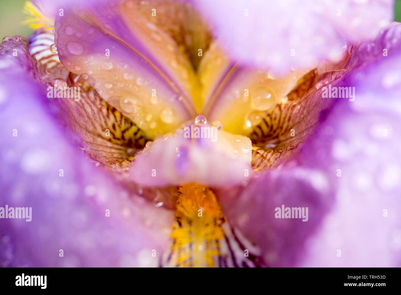 Velvet stem hi-res stock photography and images - Alamy