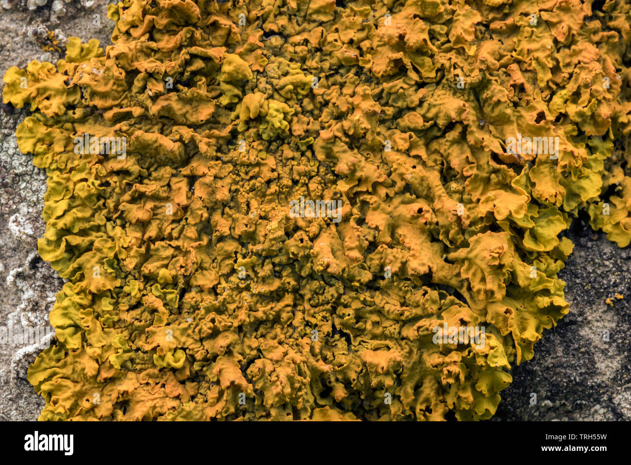 Jewel Lichen High Resolution Stock Photography and Images - Alamy