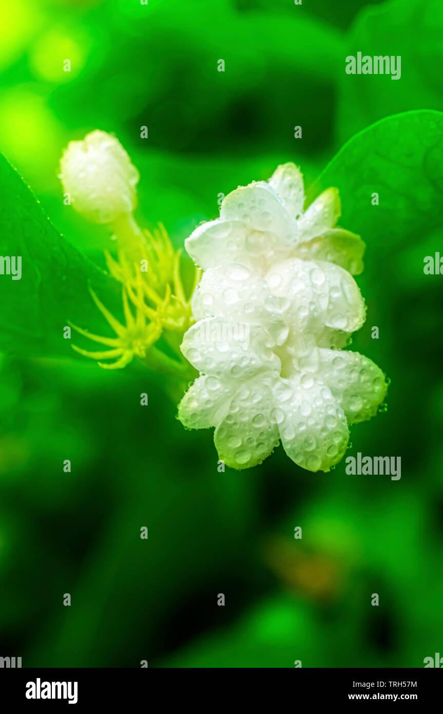 Jasmine growth hi-res stock photography and images - Alamy