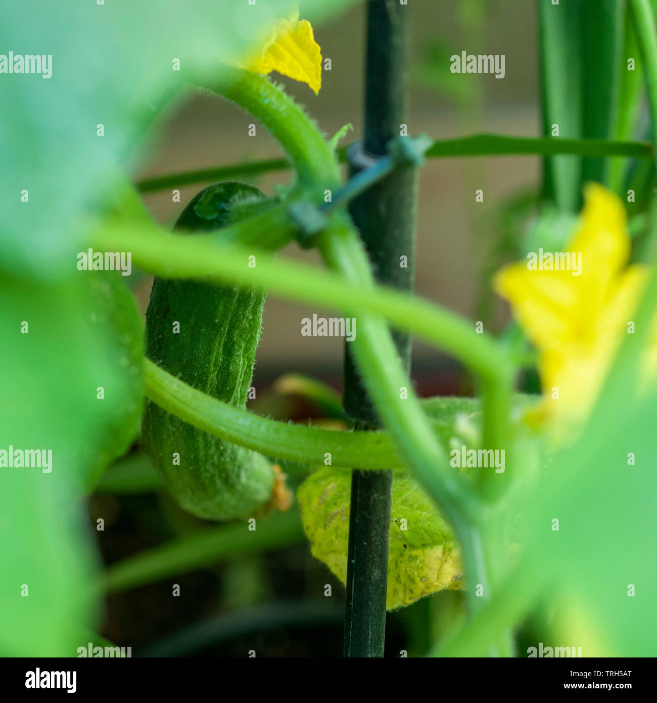 Yellow Cucumber blossom and a full grown cucumber on a plant in an ...