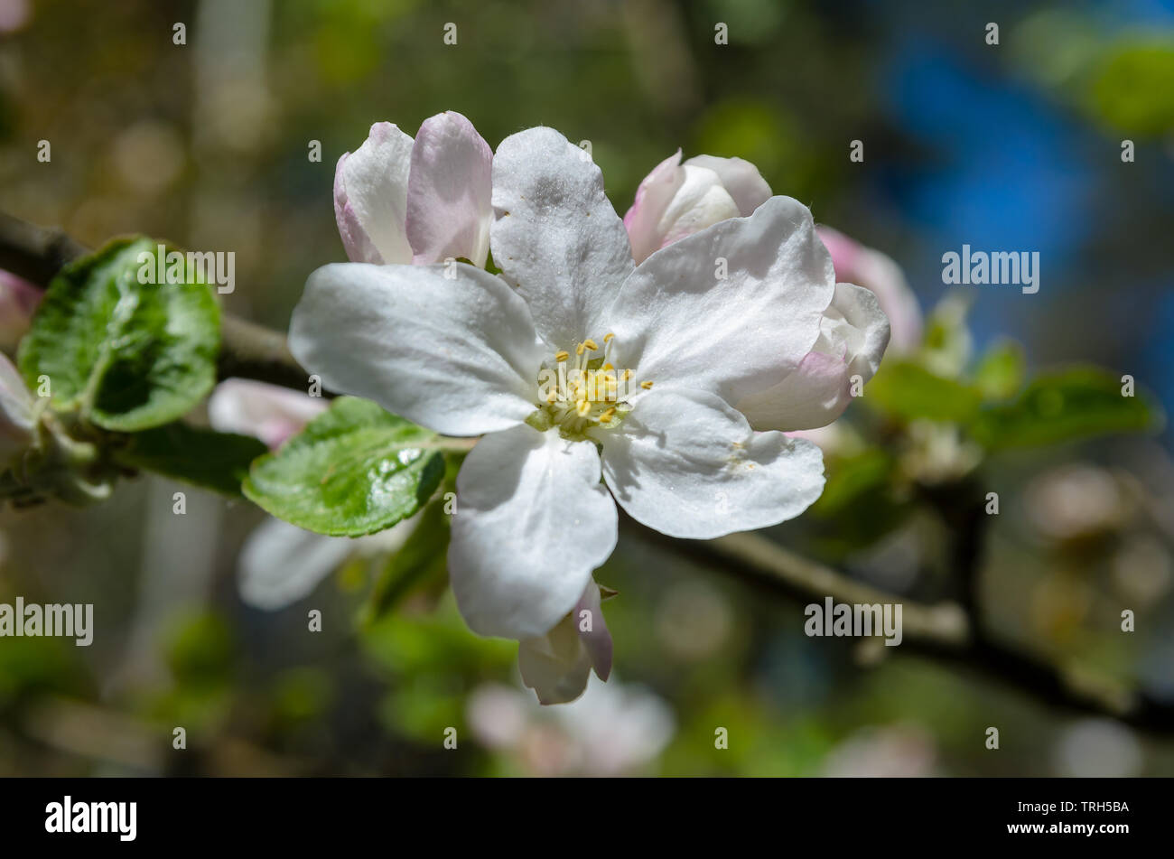 Flowering fruit trees Stock Photo - Alamy