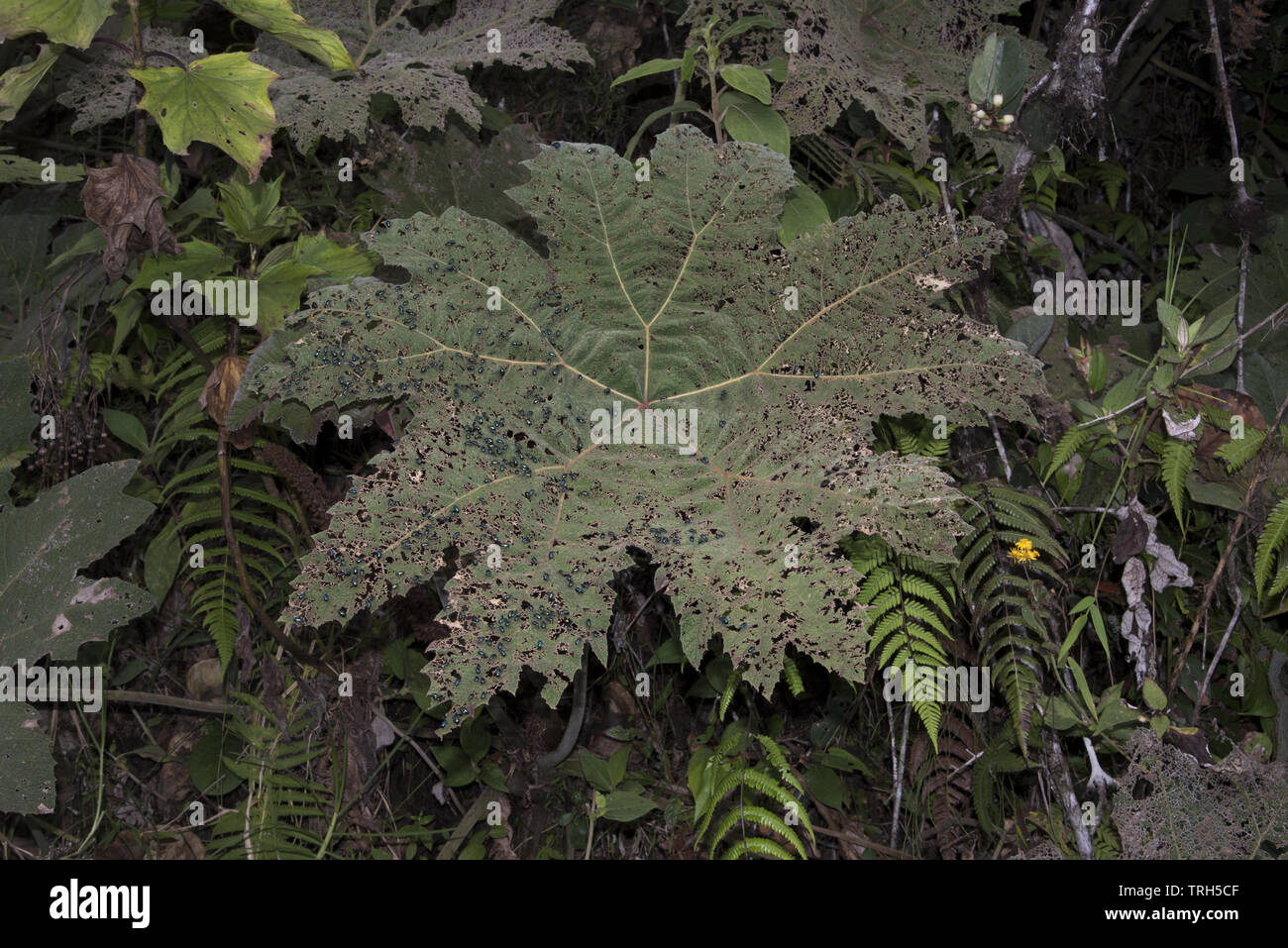 Tiny insects attacking a huge leave in the subtropical rain forest on ...