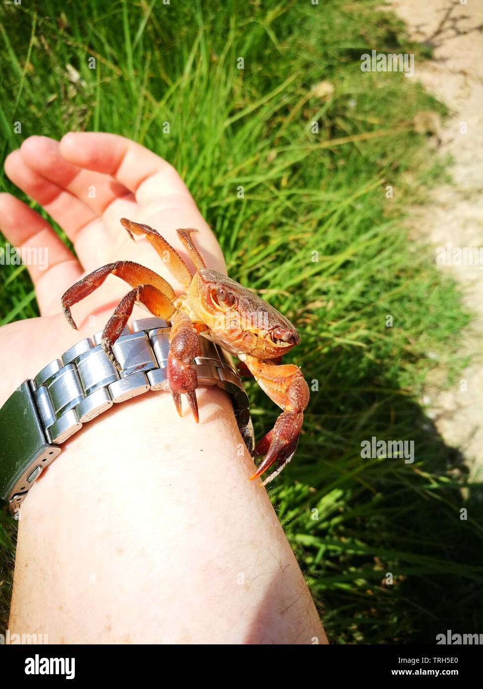 Freshwater crab on hand hi-res stock photography and images - Alamy