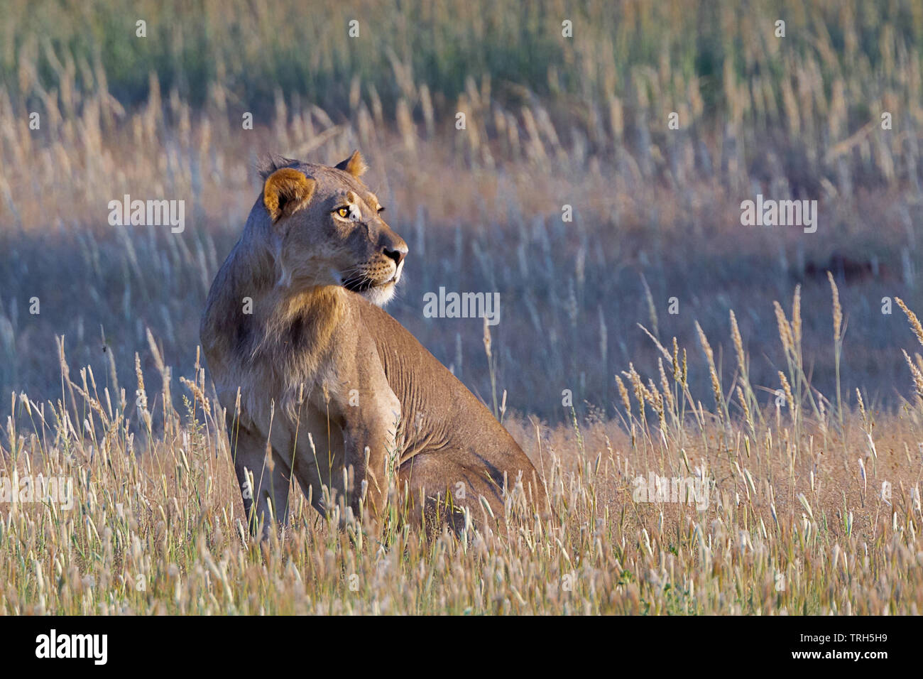 A young male lion alert and on the hunt in a dry riverbed, Kgalagadi ...