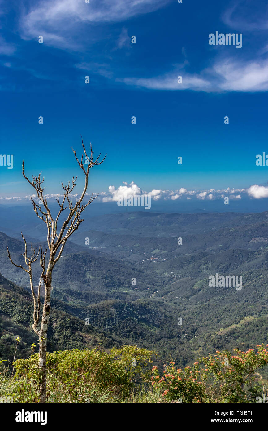 Single Dry tree with lovely blue sky and green hills covered with ...