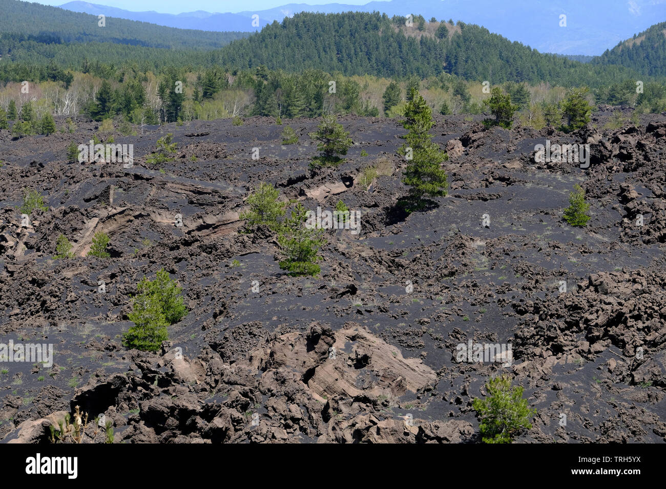 Weathered and wind shaped Pine trees PINUS PINEA on the northern slope ...
