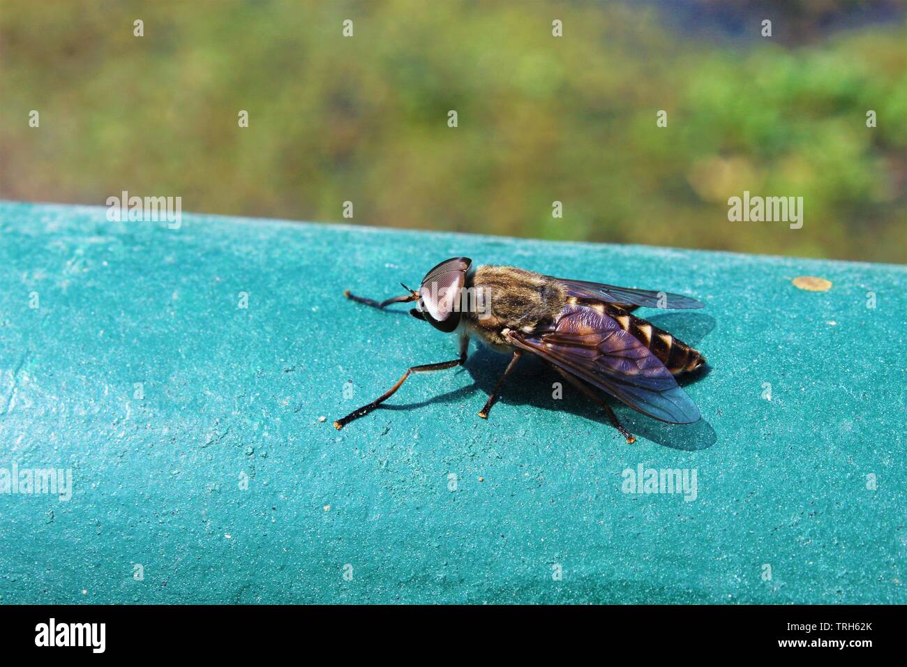 a giant fly in northern Israel Stock Photo - Alamy