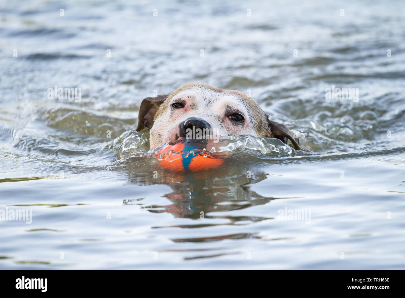 Can Pitbull Dogs Swim
