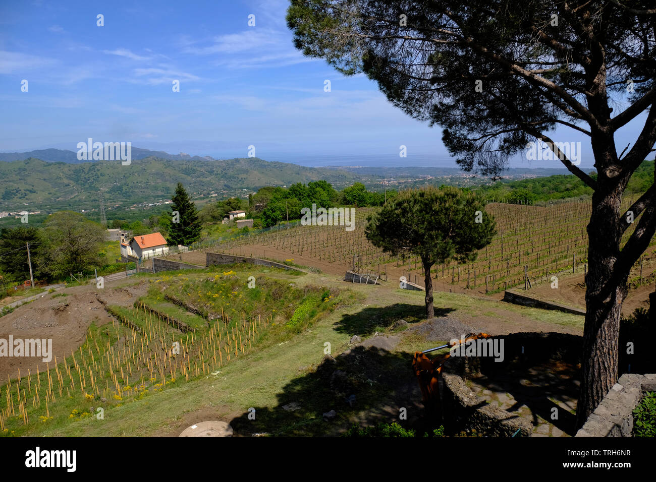 Grape vines olive trees in hi-res stock photography and images - Alamy