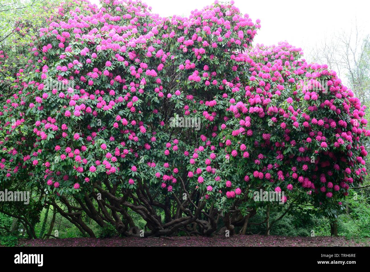 Rhododendron tree hi-res stock photography and images - Alamy