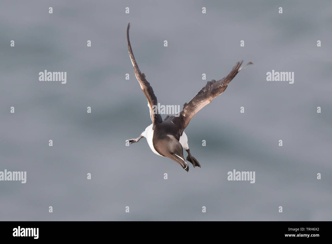 Detailed front view close up, UK razorbill seabird (Alca torda ...