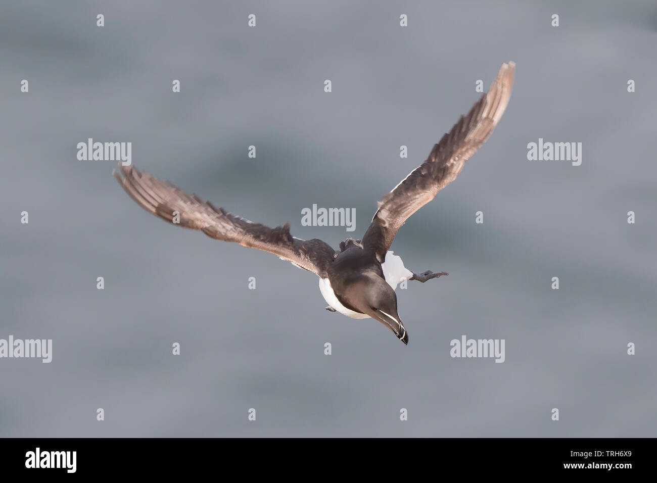 Detailed, front view close up of wild, British razorbill seabird (Alca ...