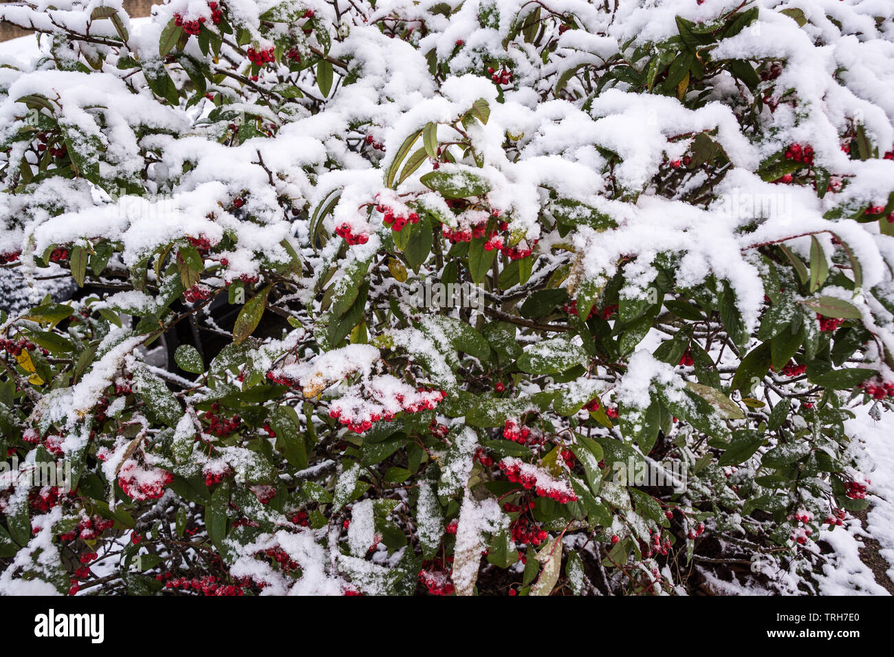 Winter berry scene uk hi-res stock photography and images - Alamy