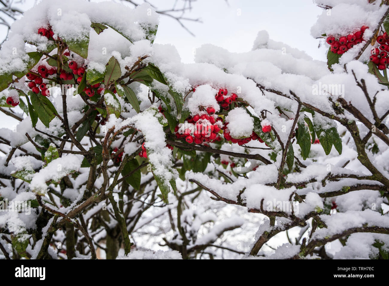 Snow on red berry bush in UK Winter 1 Stock Photo - Alamy