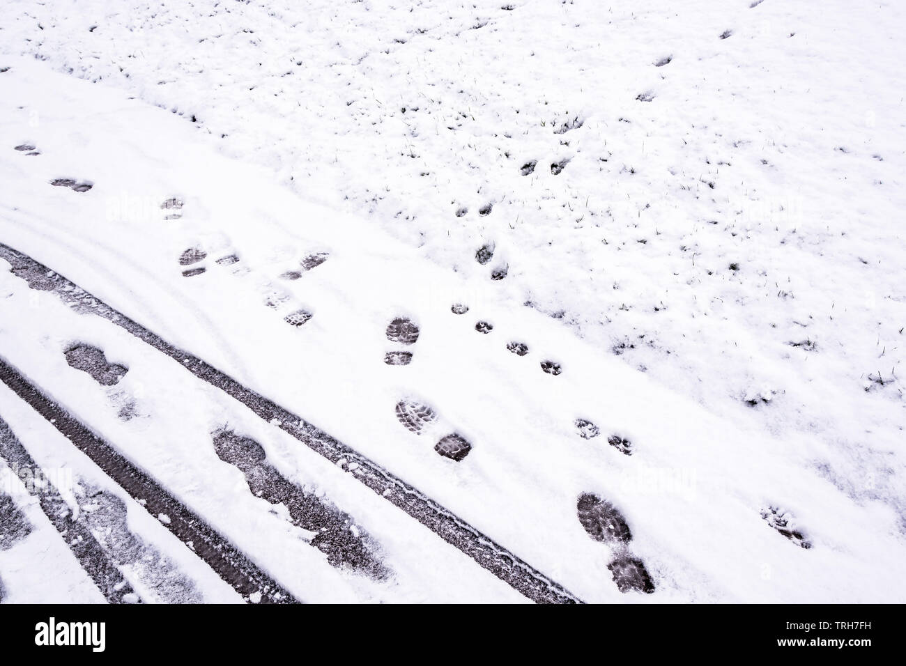 Trails and footprints on snow covered path in winter 1 Stock Photo - Alamy