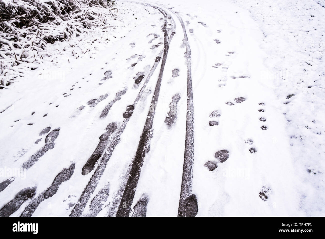 Trails and footprints on snow covered path in winter 2 Stock Photo - Alamy