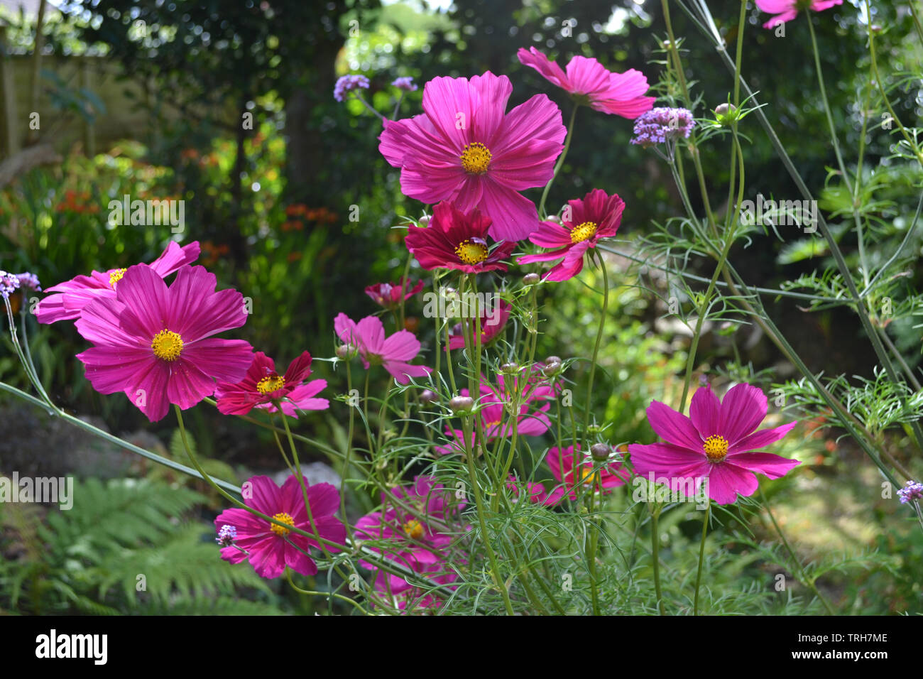 Cosmos bipinnatus Dazzler Stock Photo - Alamy