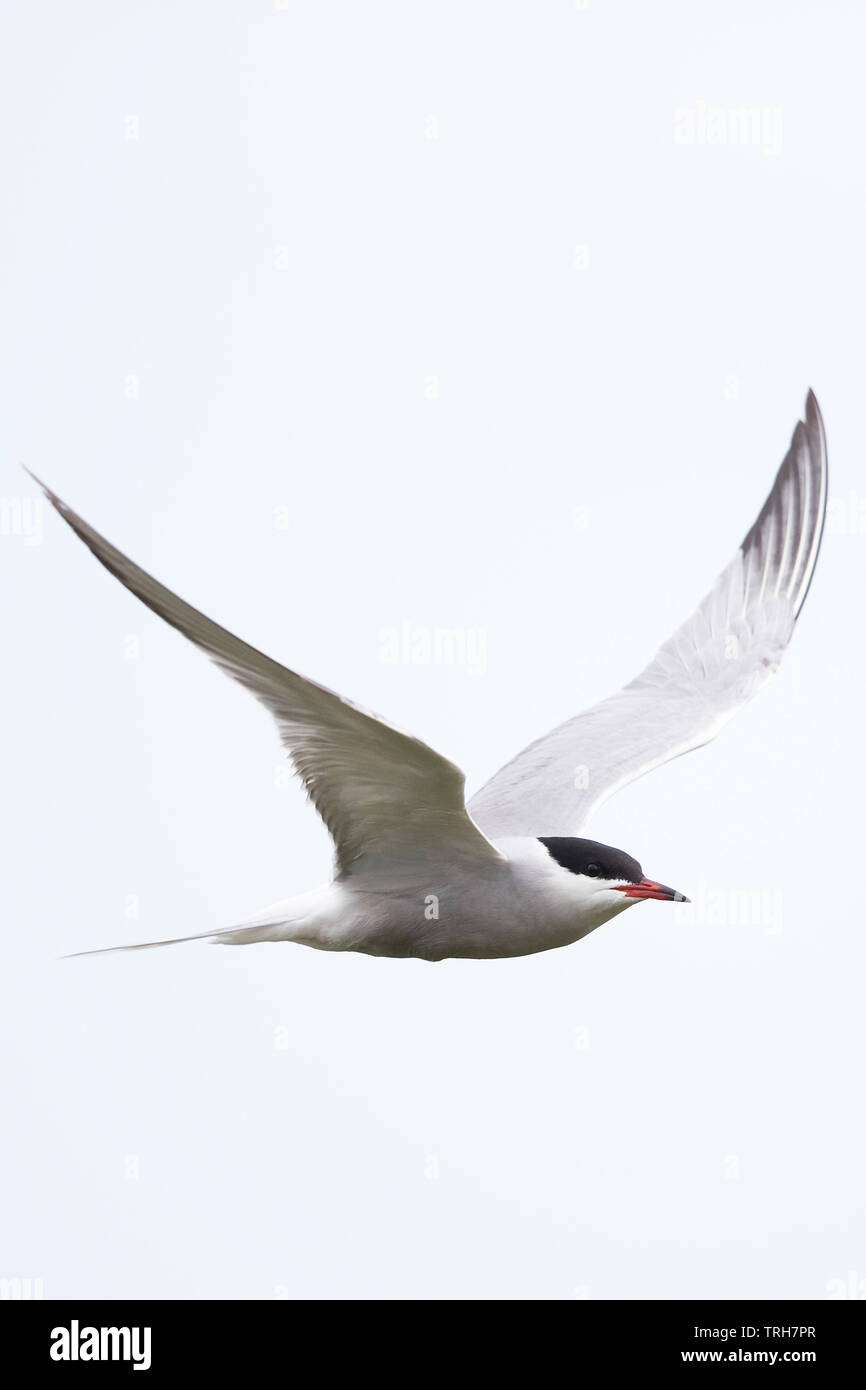 Common terns breed hi-res stock photography and images - Alamy