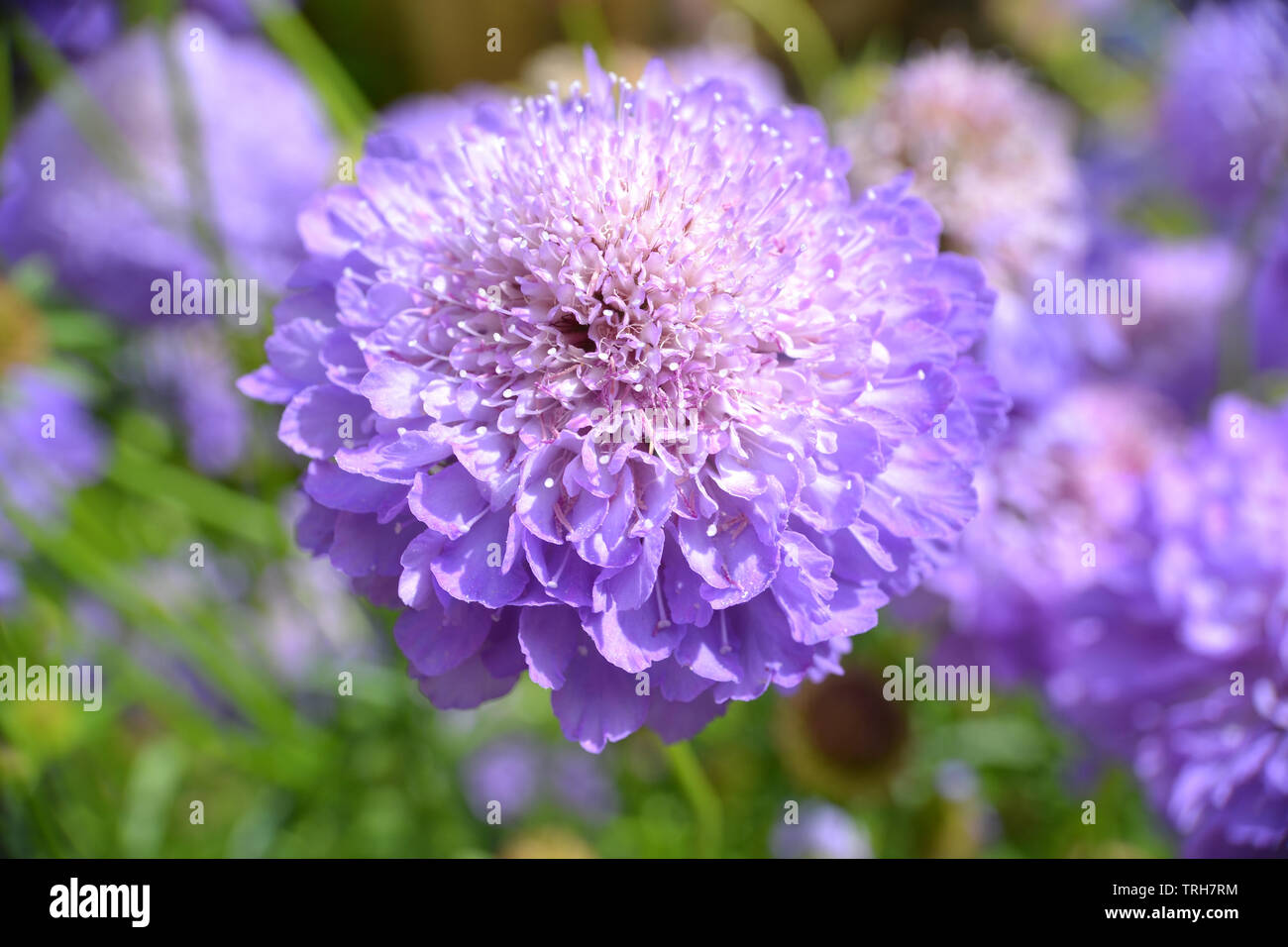 Scabiosa atropurpurea, 'Blue Cockade' Sweet Scabious Stock Photo - Alamy