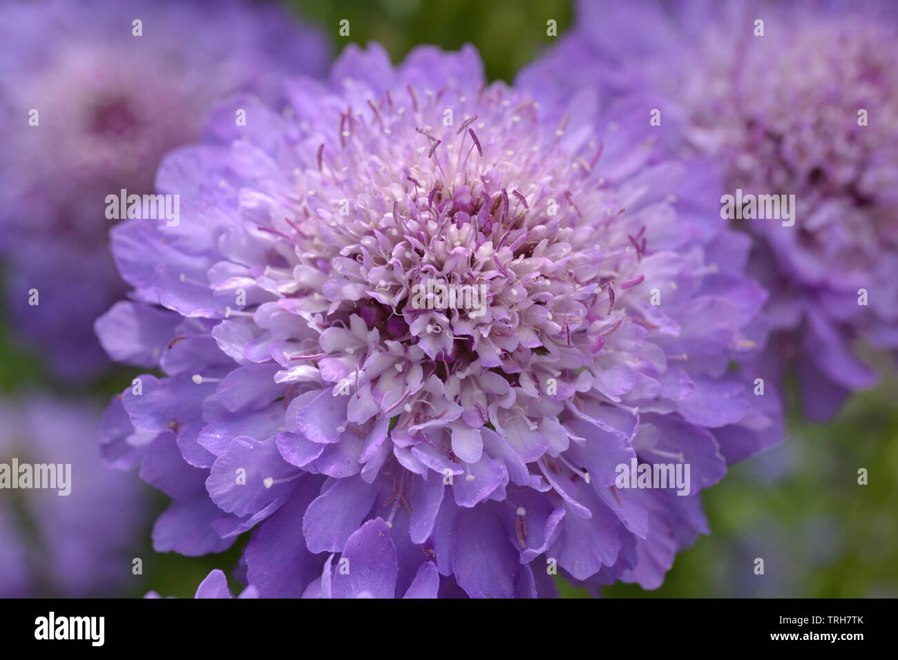 Scabious blue cockade, Scabiosa atropurpurea, Blue Cockade Stock Photo ...