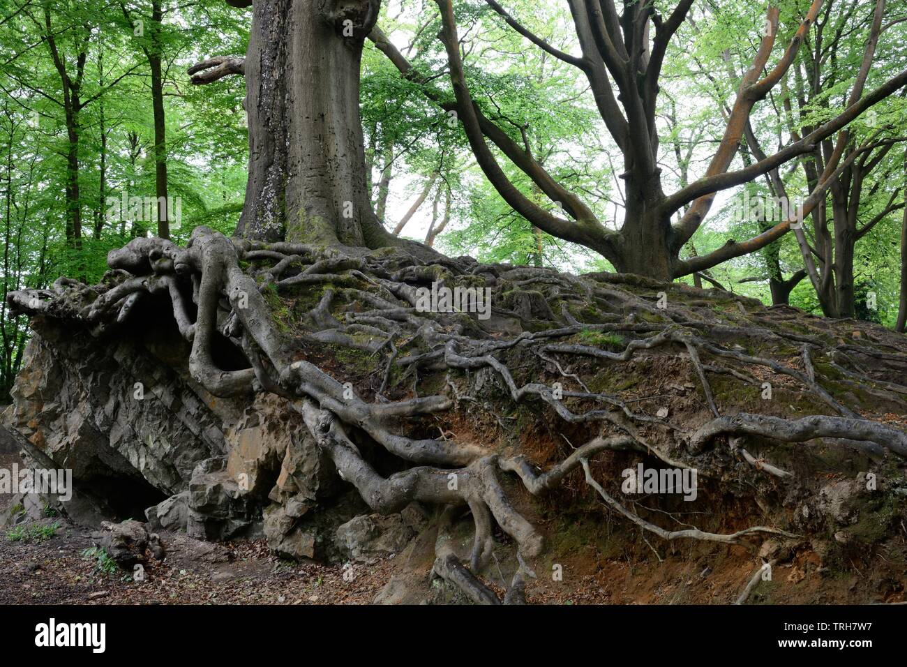 Roots growing into rock hi-res stock photography and images - Alamy
