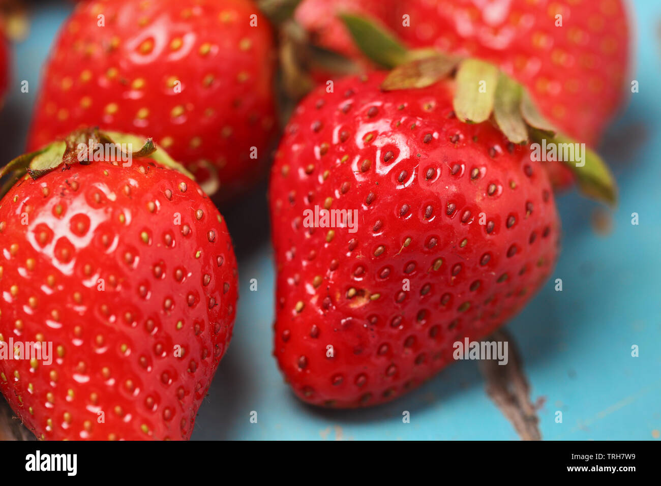 Imperfect fresh organic strawberries on blue rustic wooden background ...