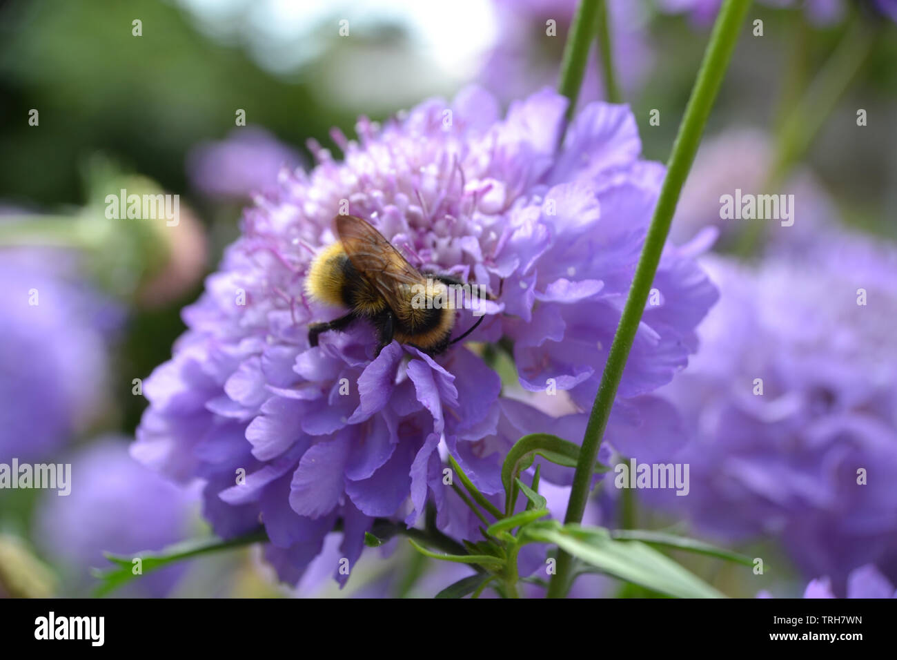 Scabious blue cockade, Scabiosa atropurpurea, Blue Cockade Stock Photo ...