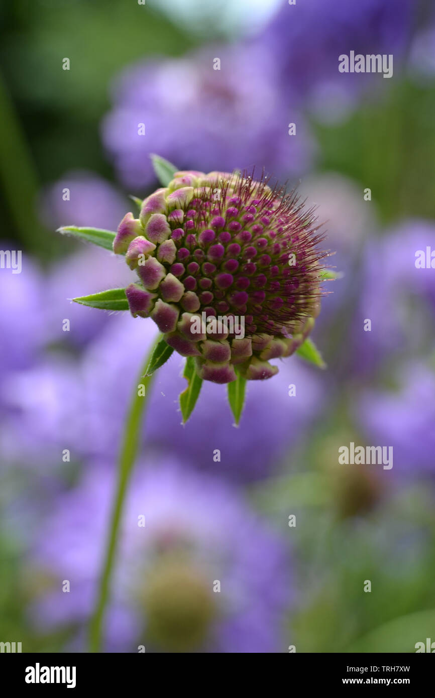 Scabious blue cockade, Scabiosa atropurpurea, Blue Cockade Stock Photo ...