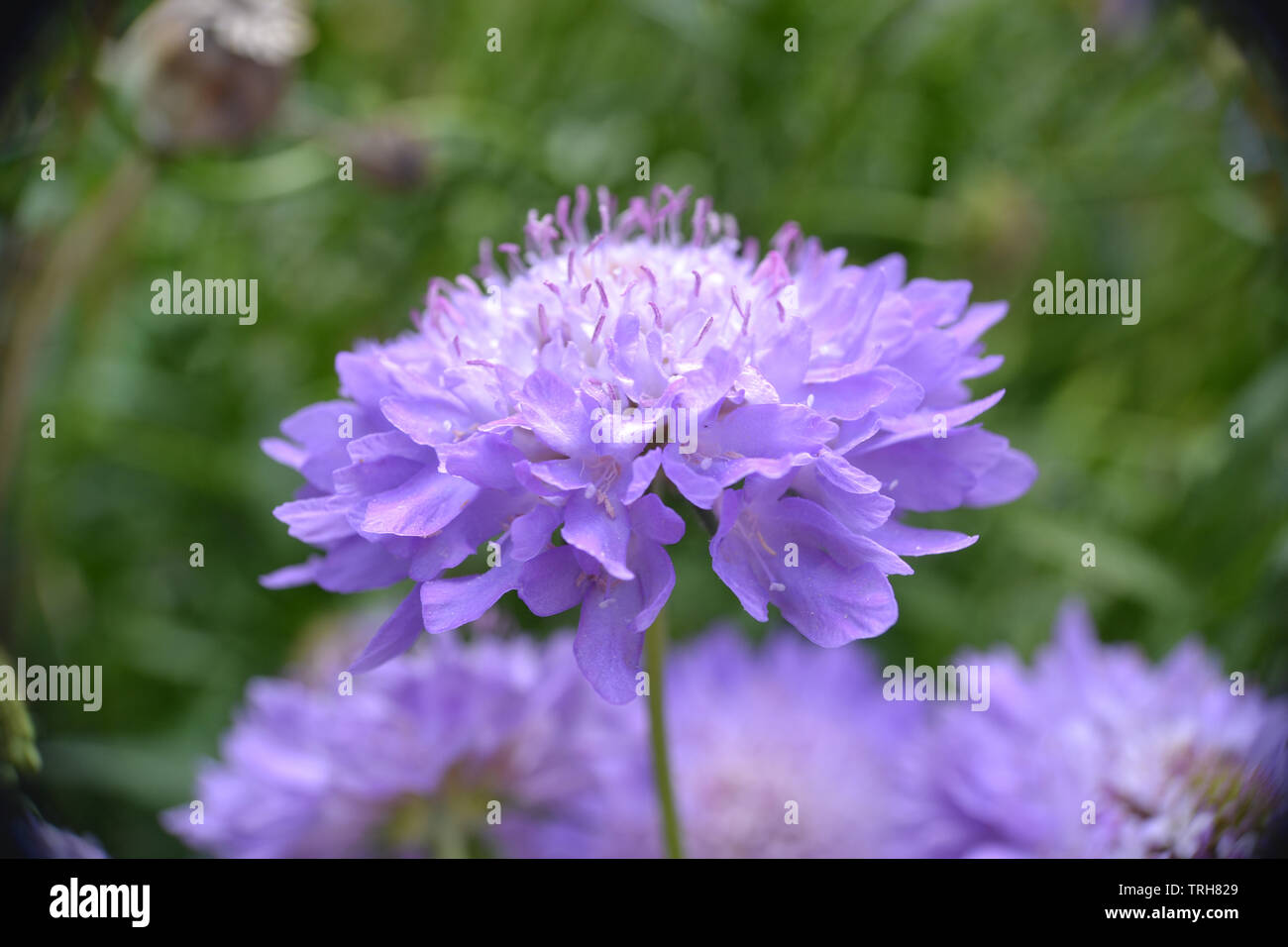 Scabious blue cockade, Scabiosa atropurpurea, Blue Cockade Stock Photo ...