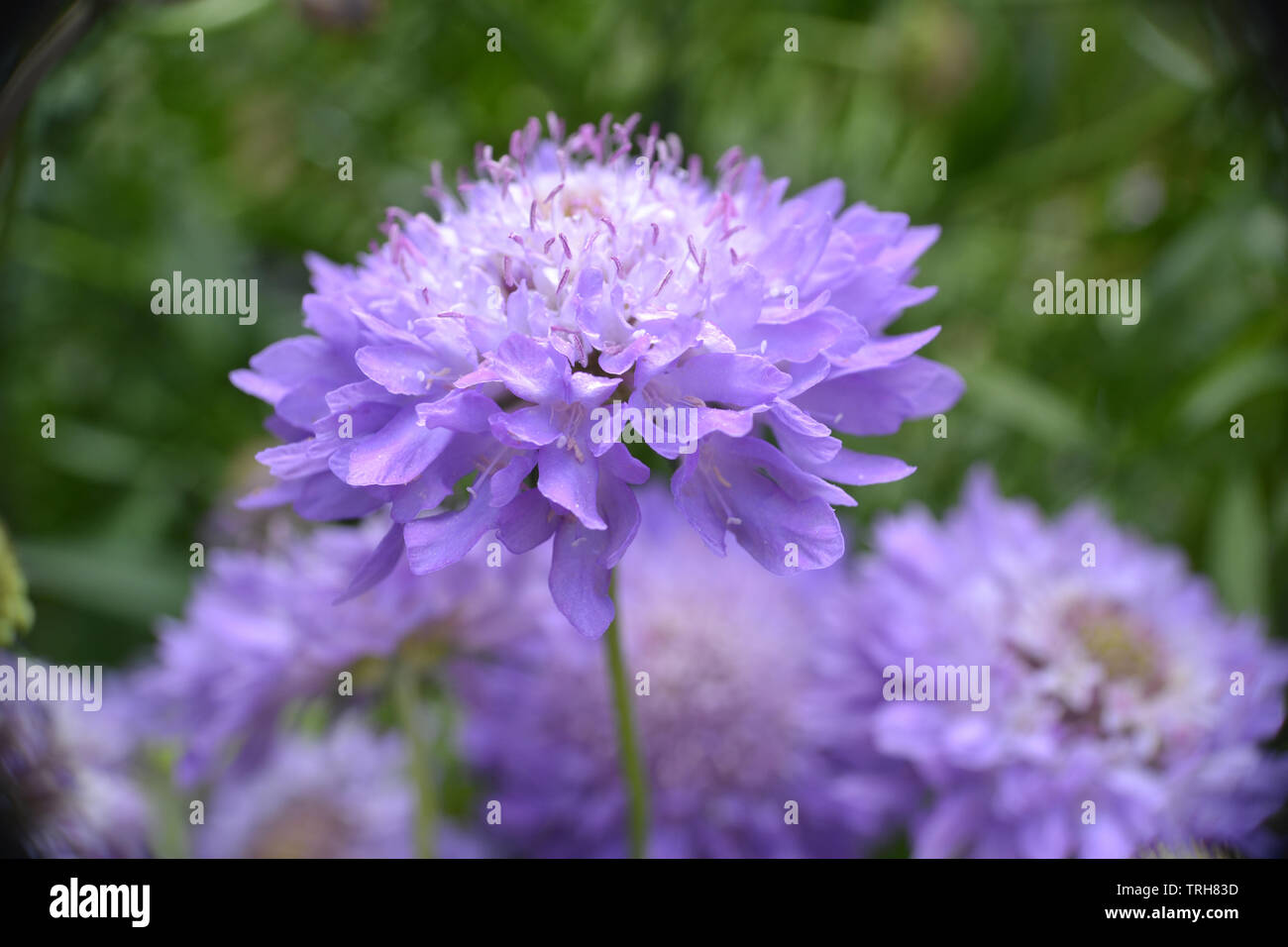 Scabious blue cockade, Scabiosa atropurpurea, Blue Cockade Stock Photo ...