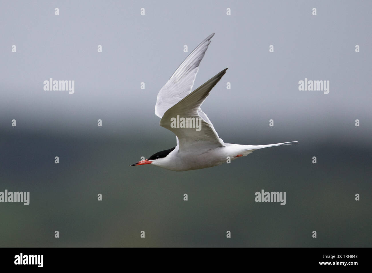 Common Tern (Sterna hirundo Stock Photo - Alamy