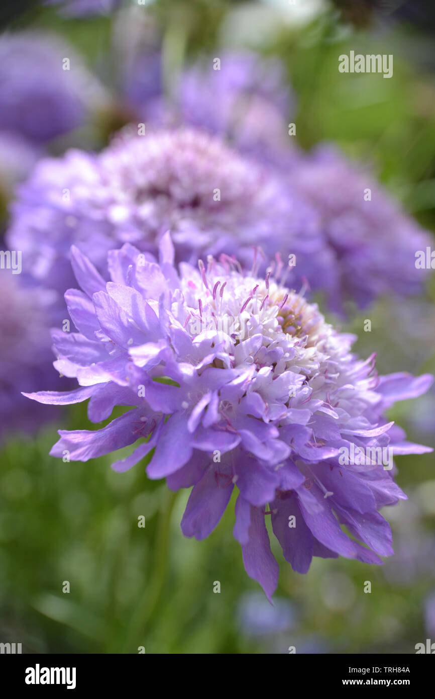 Scabious blue cockade, Scabiosa atropurpurea, Blue Cockade Stock Photo ...