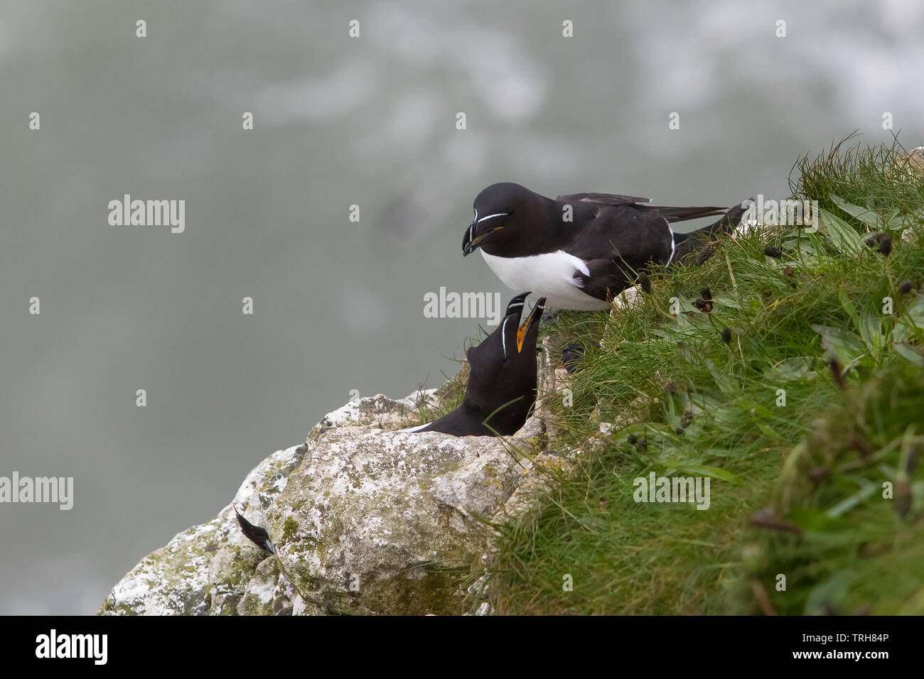 Close up of breeding pair of wild, British razorbills, razorbill ...