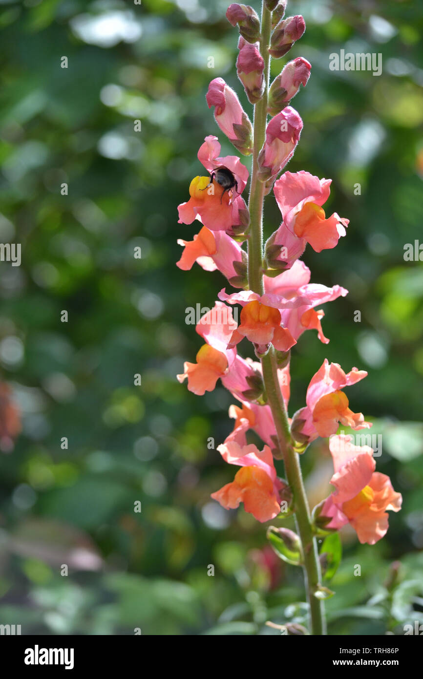 Snapdragon chantilly bronze hi-res stock photography and images - Alamy