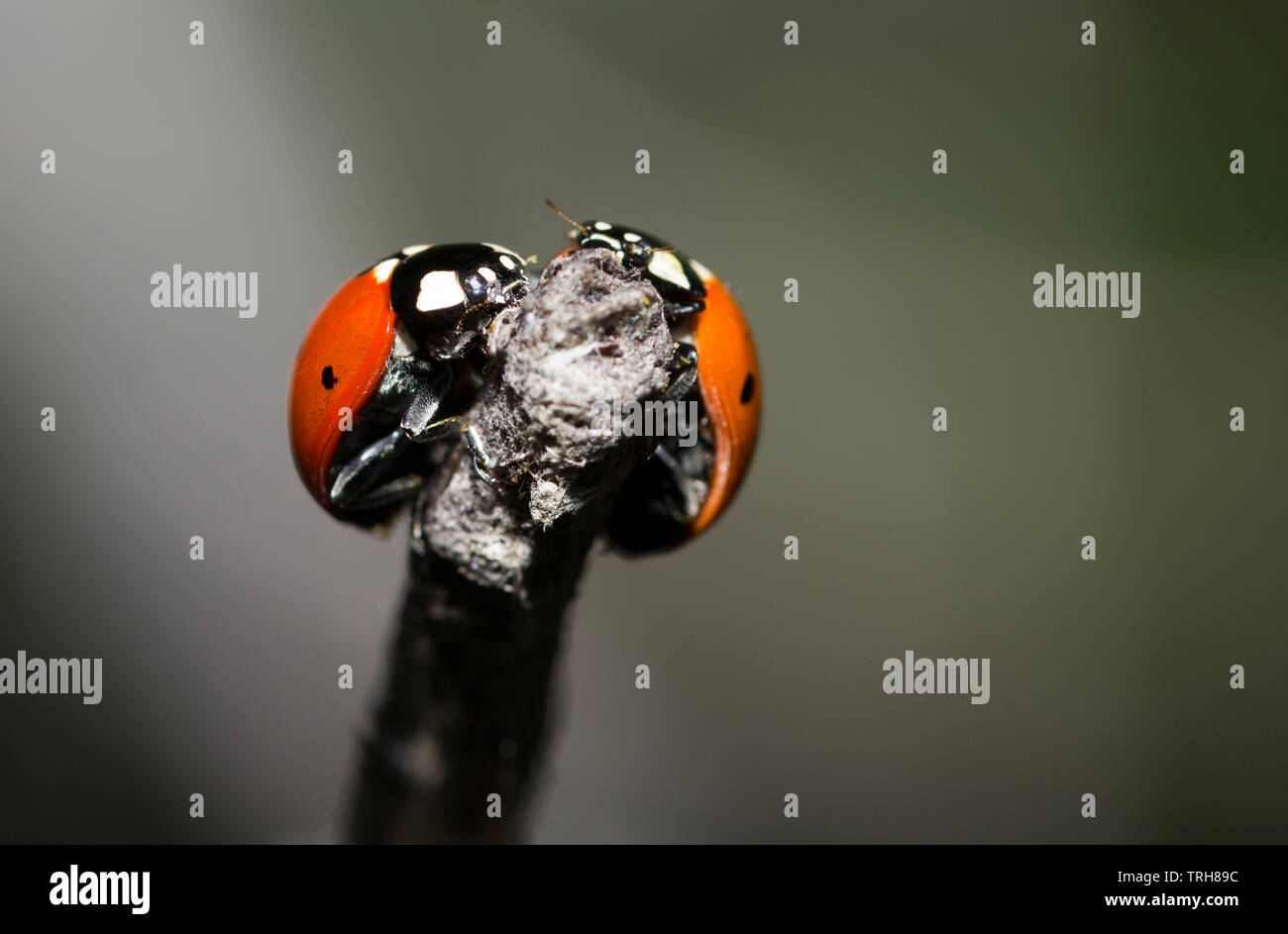 Ladybugs on a dry branch of a tree. Small red insects on dry plant ...