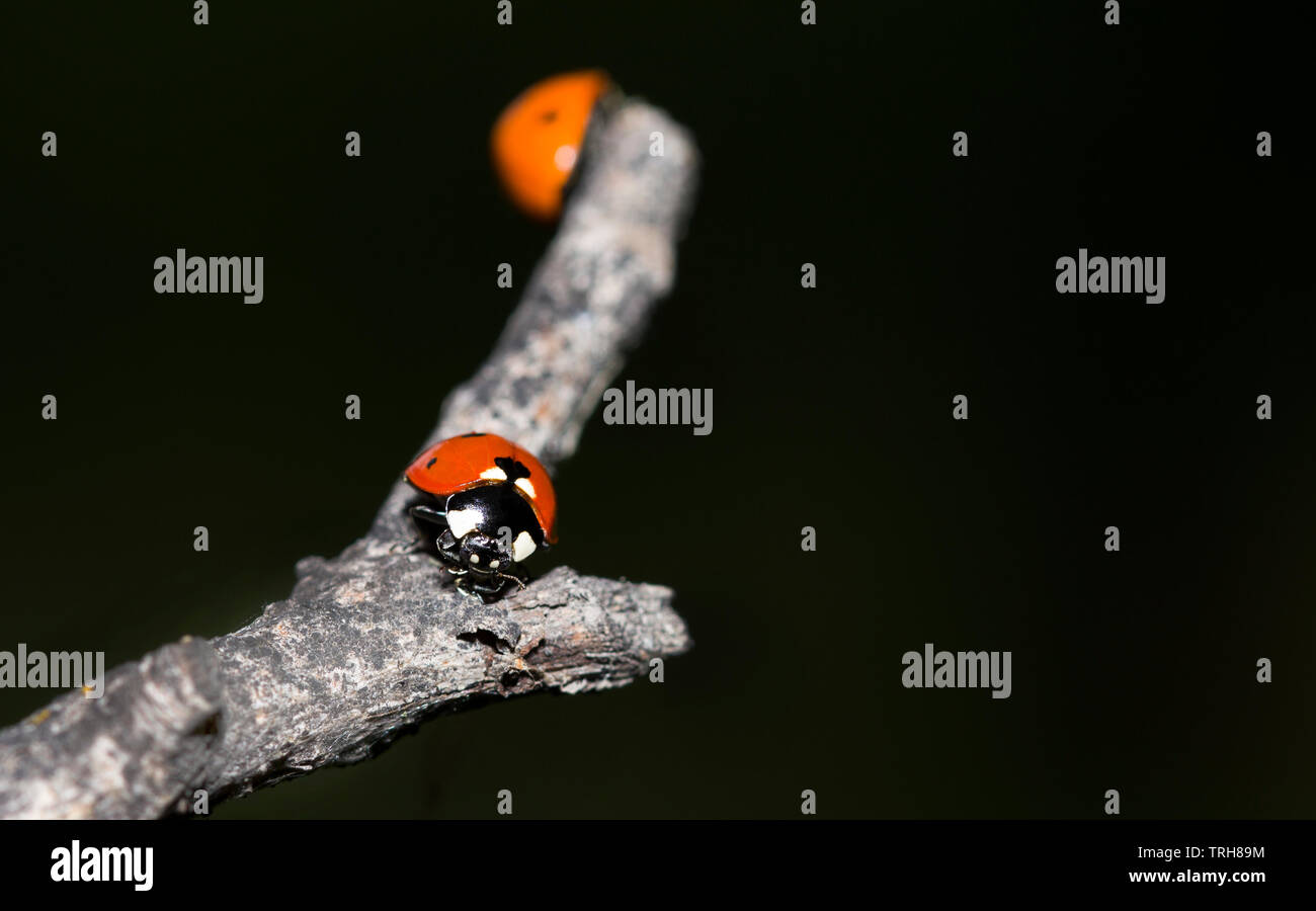 Ladybugs on a dry branch of a tree. Small red insects on dry plant ...