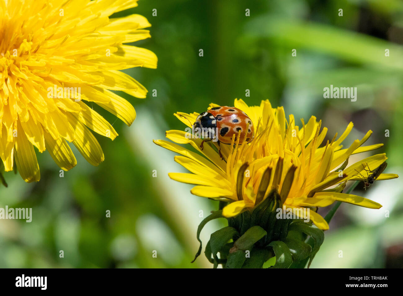 Anatis ocellata eyed ladybug hi-res stock photography and images - Alamy