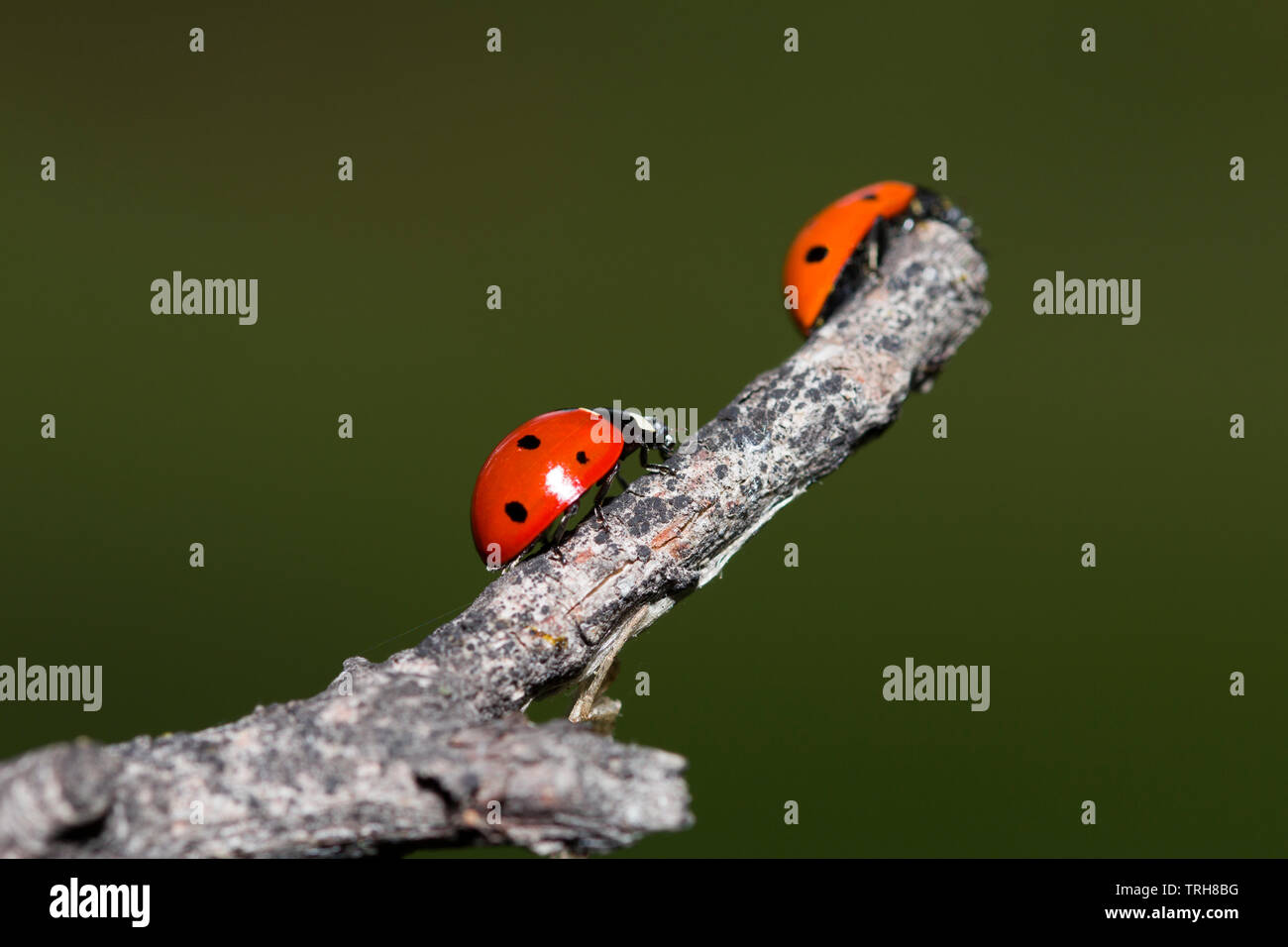Ladybugs on a dry branch of a tree. Small red insects on dry plant ...