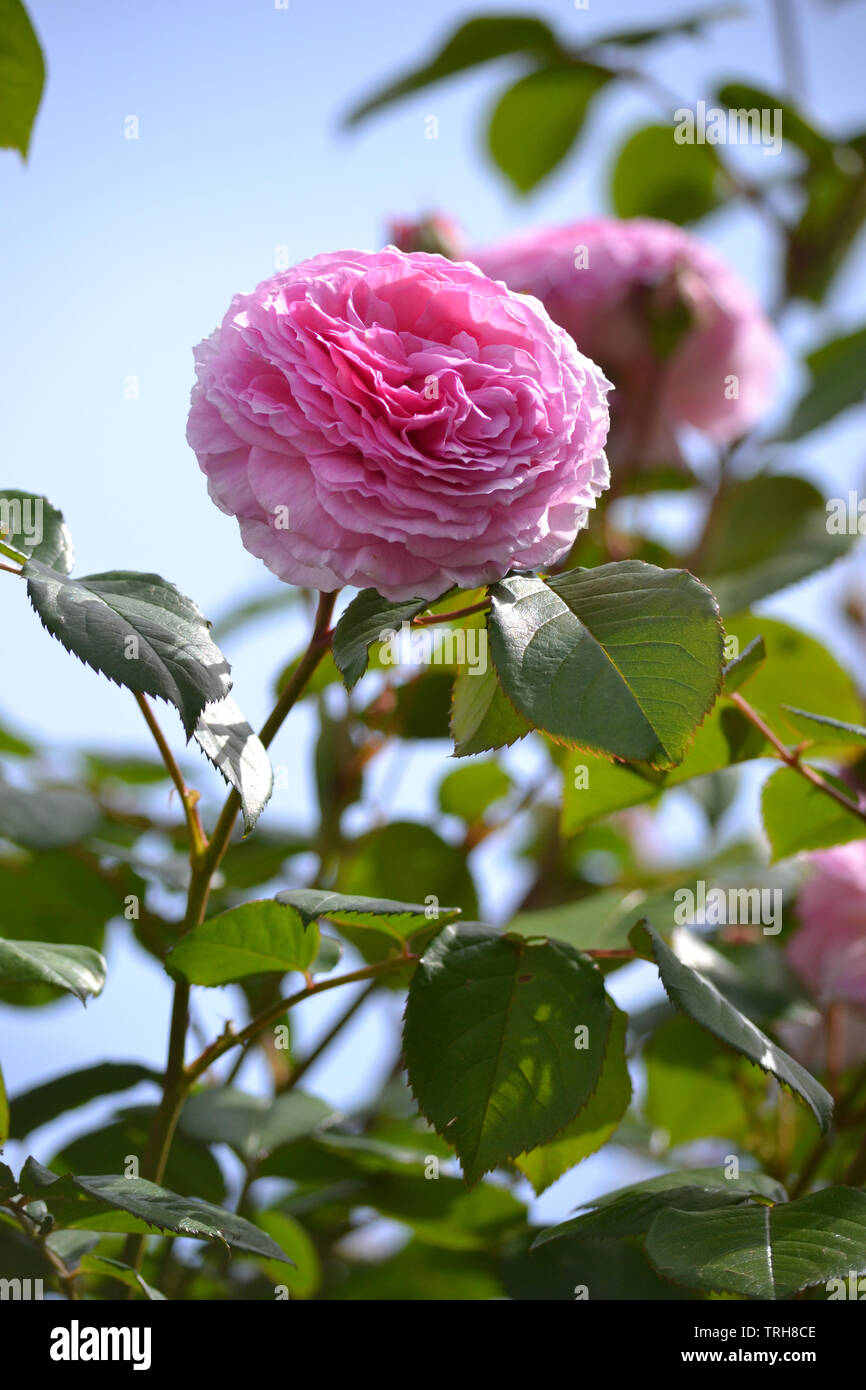 English climbing rose James Galway Stock Photo - Alamy